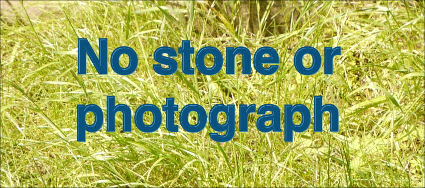 Detail – The Living Stones